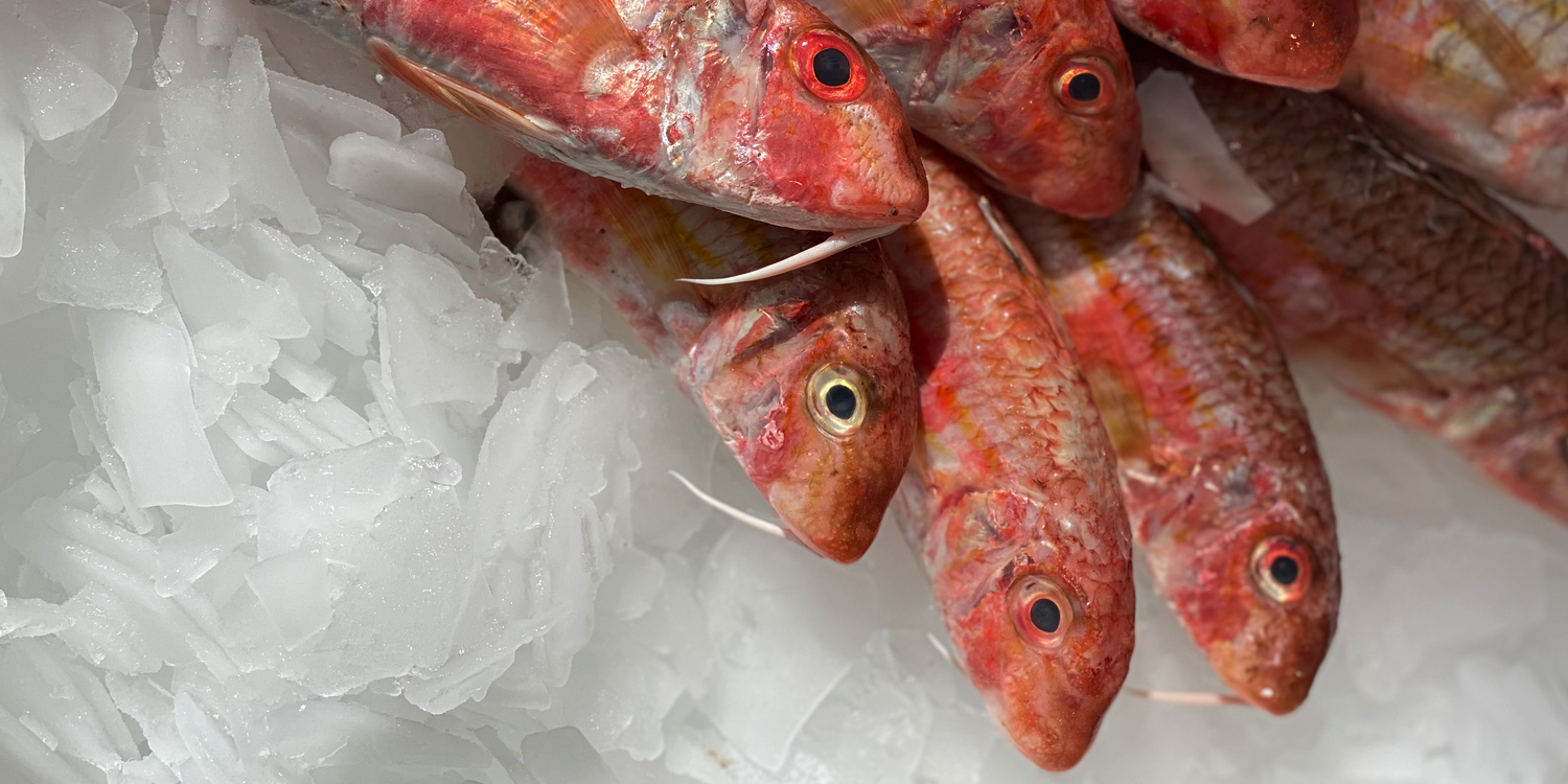 Contact – Life Of Fish